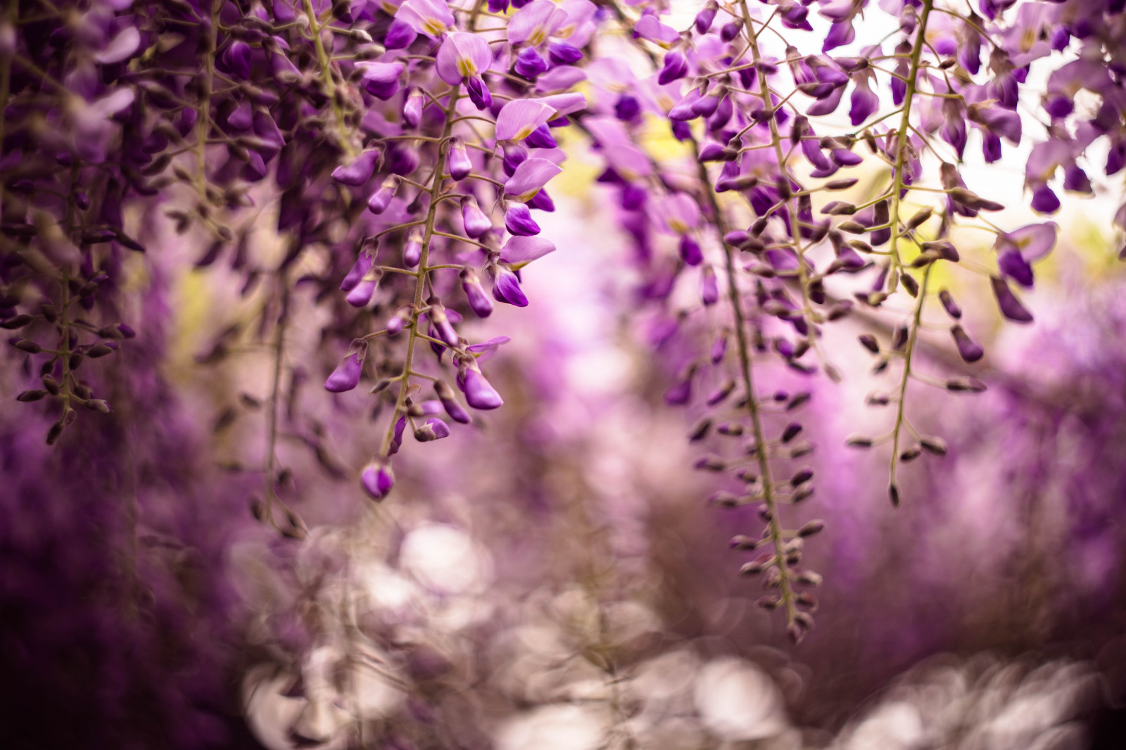 Wallpaper : flower, analog, outside, spring, flora, pretty, purple ...