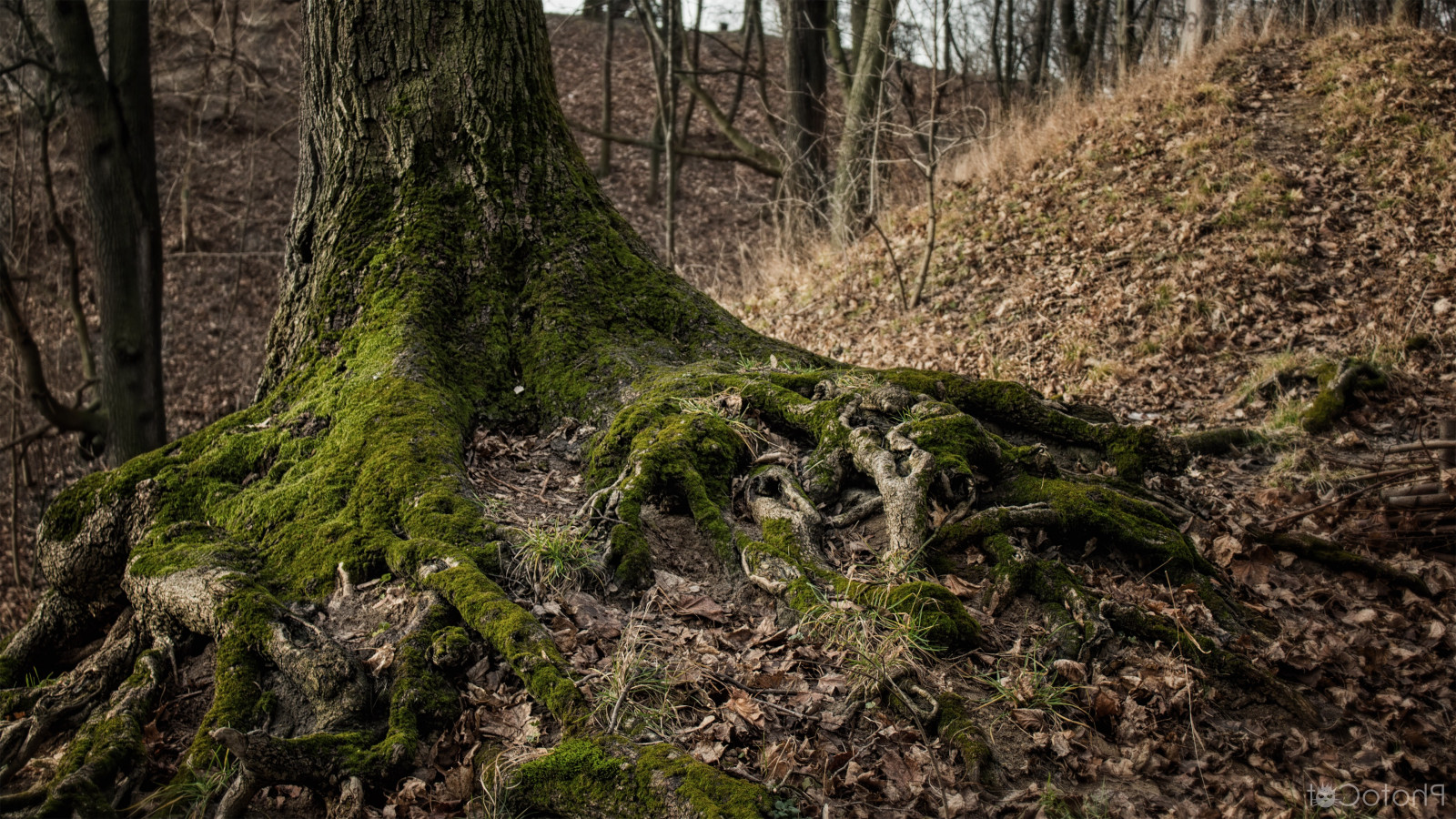Wallpaper : 3840x2160 px, fall, forest, nature, roots 3840x2160 ...