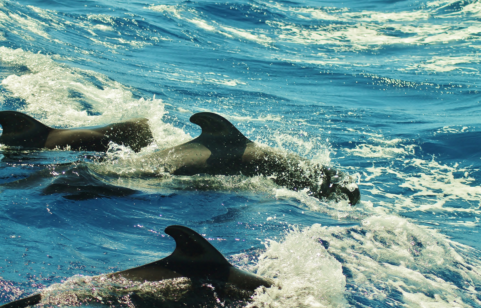 Imagini de fundal : ocean, mare, apă, Canon, delfini, Tenerife, balene ...