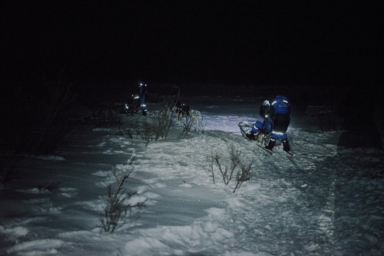 Wallpaper : lights, night, snow, winter, blue, ice, Norway, dog ...