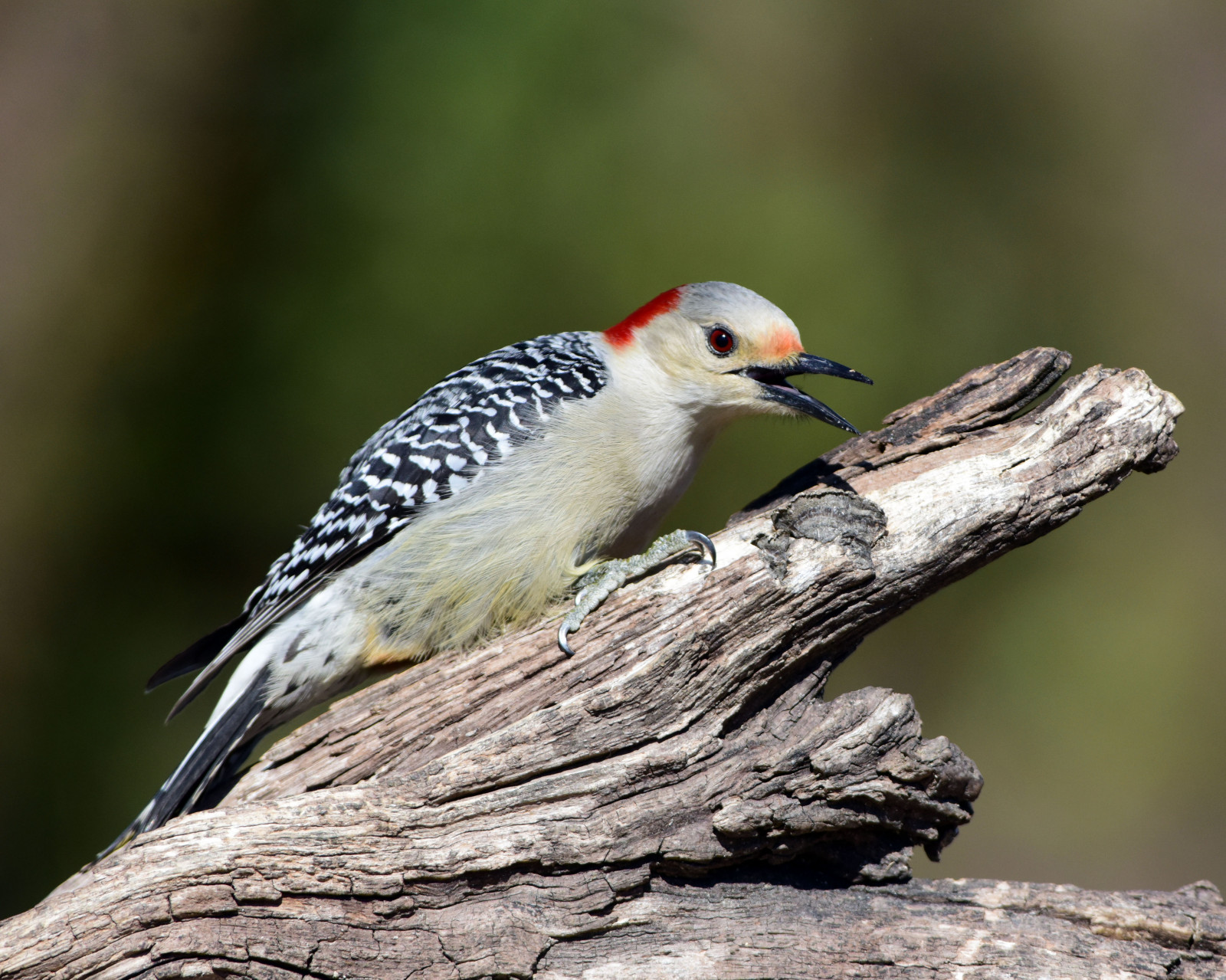 Wallpaper : redbelliedwoodpecker, burung pelatuk, hewan, alam ...
