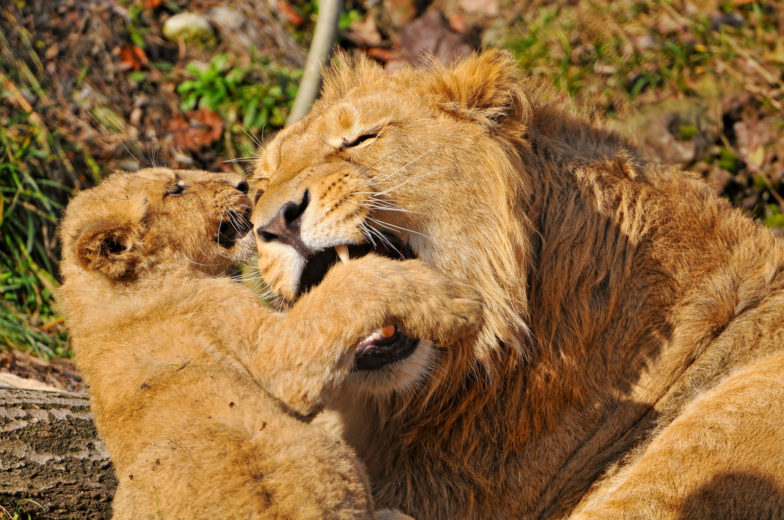 Wallpaper : lion, face, aggression, predator, cub, play 4057x2695 ...