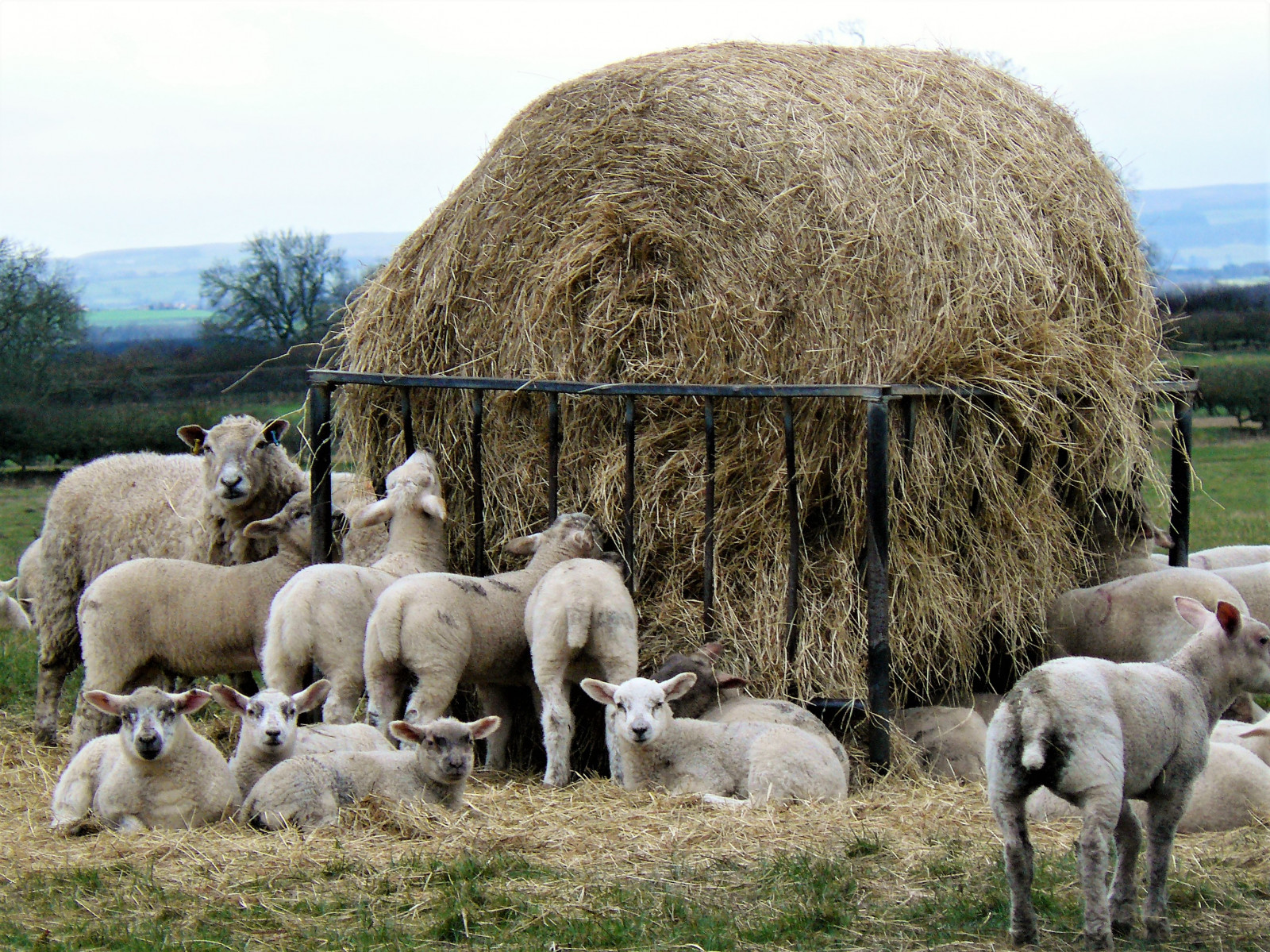 Wallpaper : animals, nature, farm, spring, sheep, farming, countryside ...