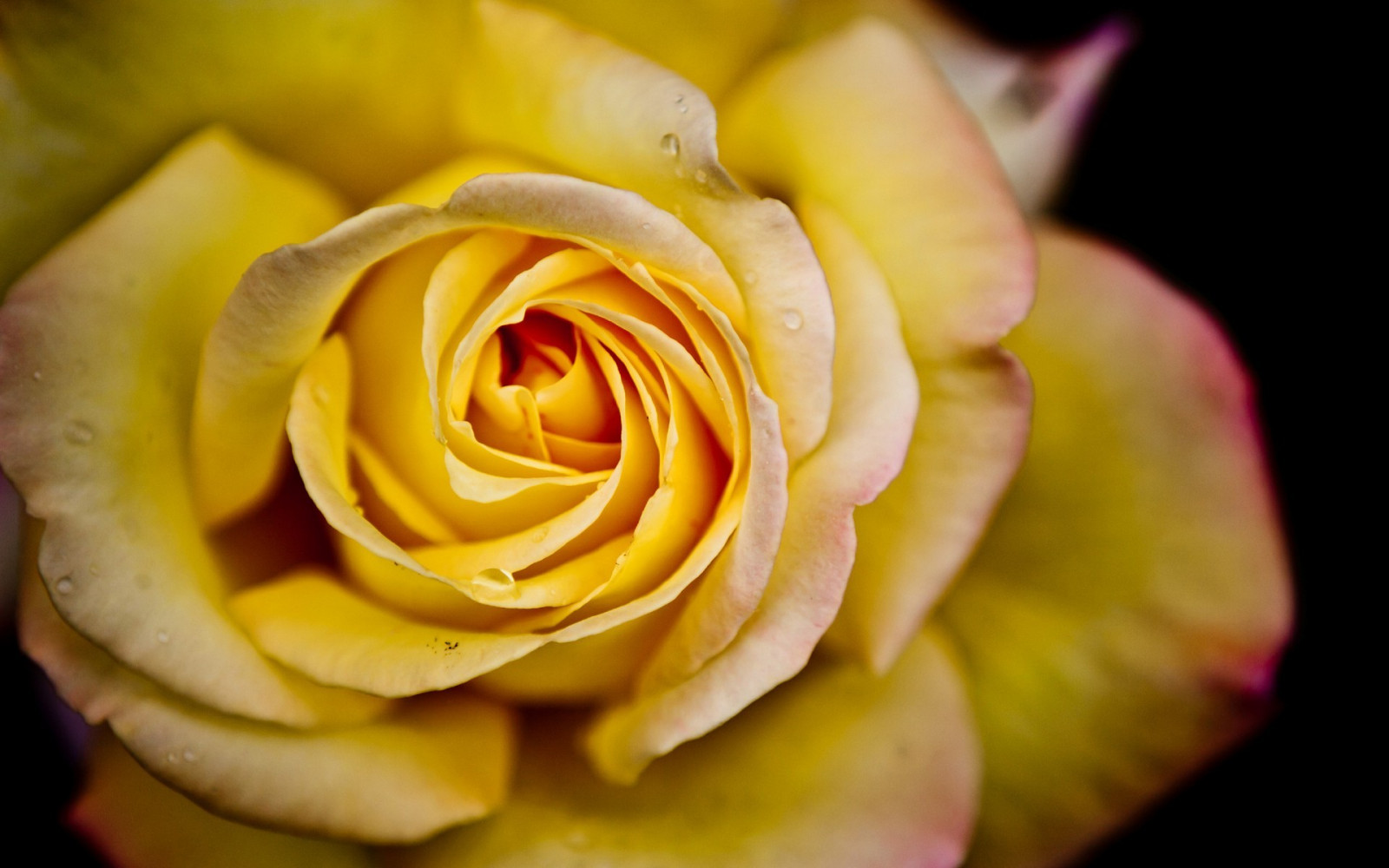 Imagini de fundal : 1920x1200 px, flori 1920x1200 - wallup - 1052863 ...