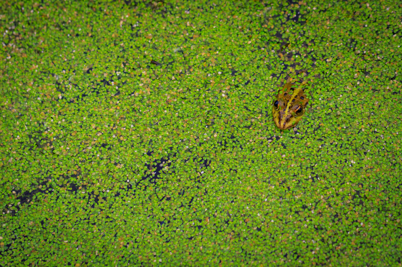 Wallpaper : green, nature, animal, animals, Canon, Switzerland, natur ...