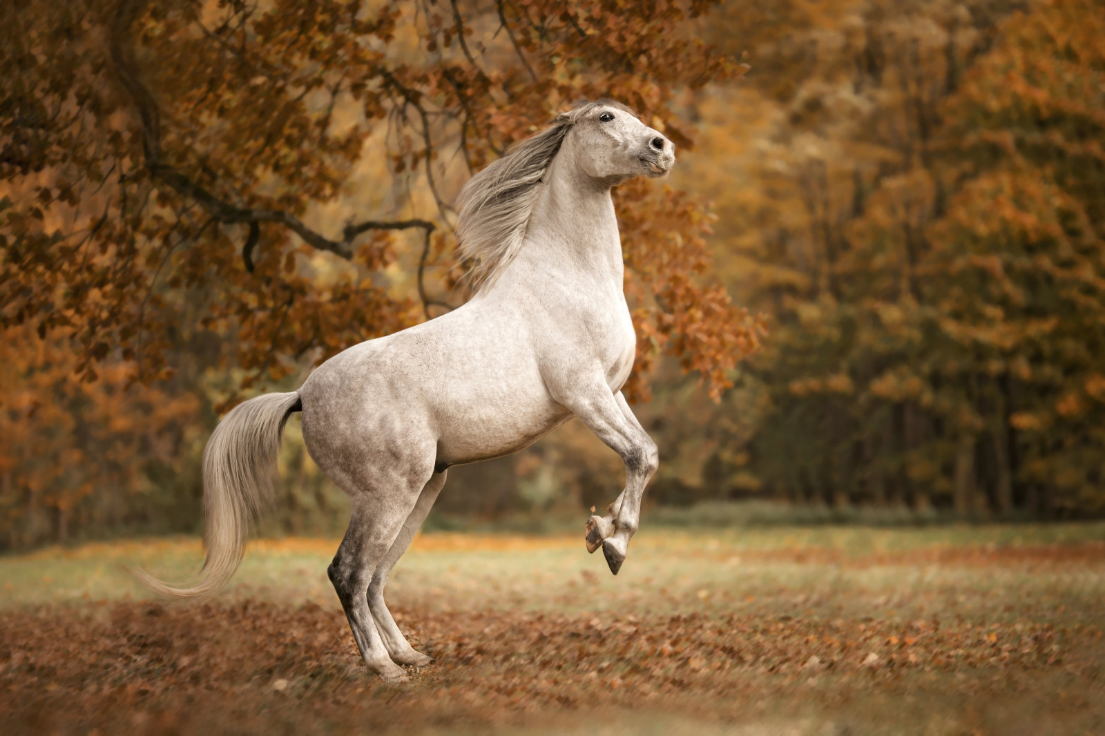 обои : волосы, Лошадь, Глаз, растение, Дерево, дерево, working animal ...