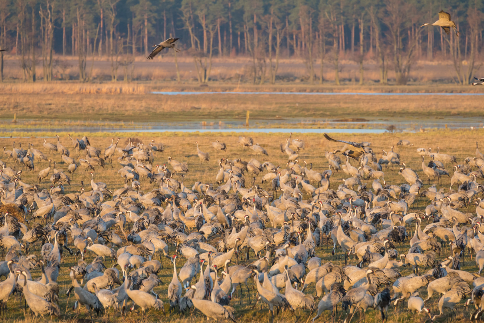 Imagini de fundal : camp, animale sălbatice, pustie, tundră, stepă ...