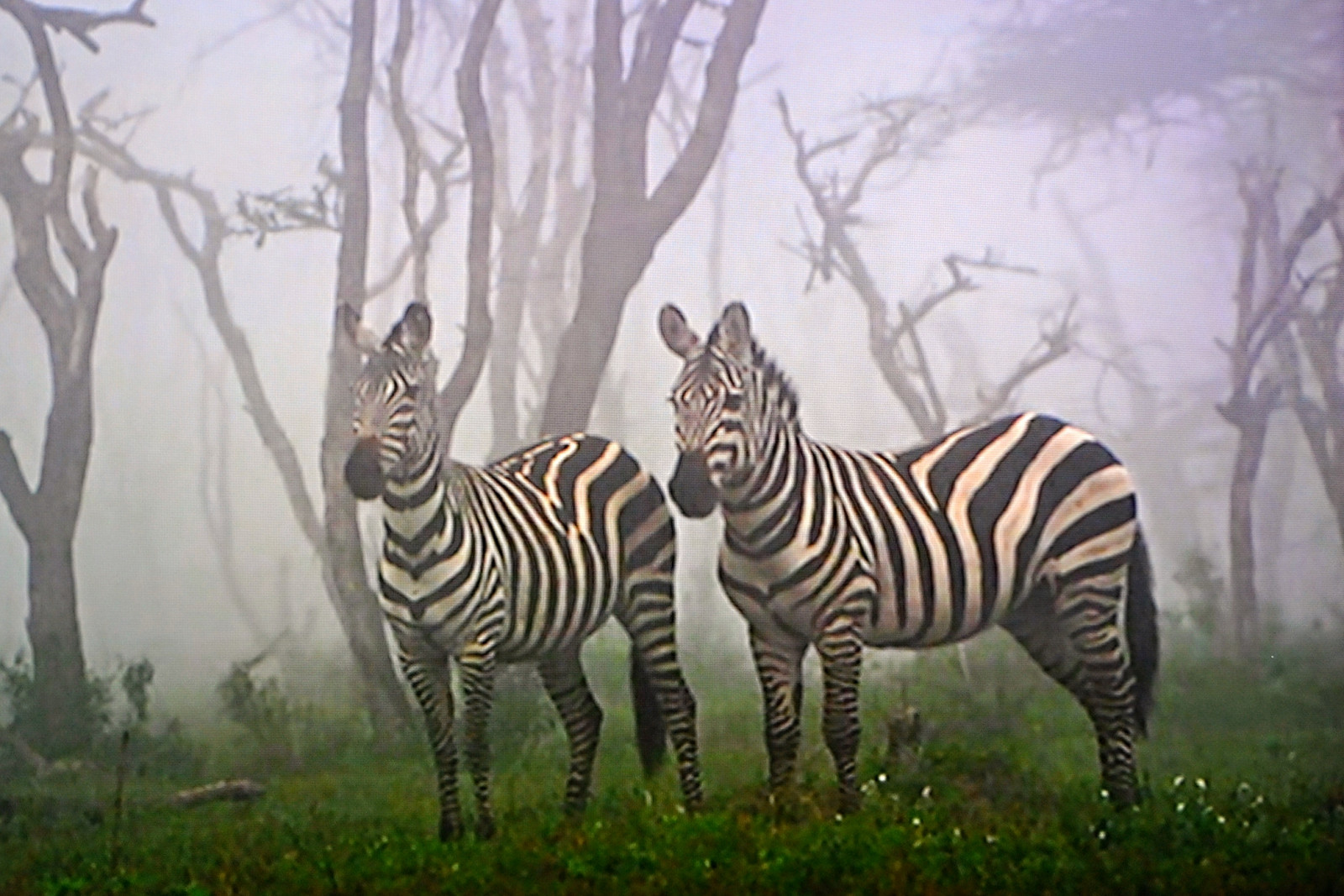 Bakgrundsbilder : landskap, fåglar, solnedgång, gräs, lejon, soluppgång ...