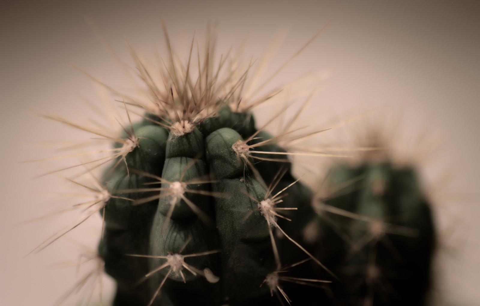 วอลเปเปอร์ : แคคตัส, สีเขียว, เชิงลึก, มีหนาม, donttouch, sigma90mmf28 ...