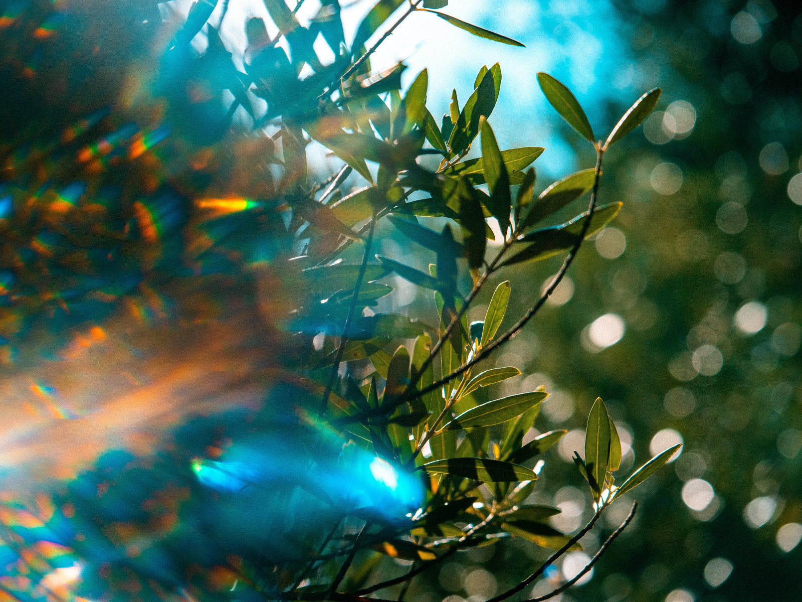 Wallpaper : landscape, photography, bokeh, leaves 5184x3888 ...