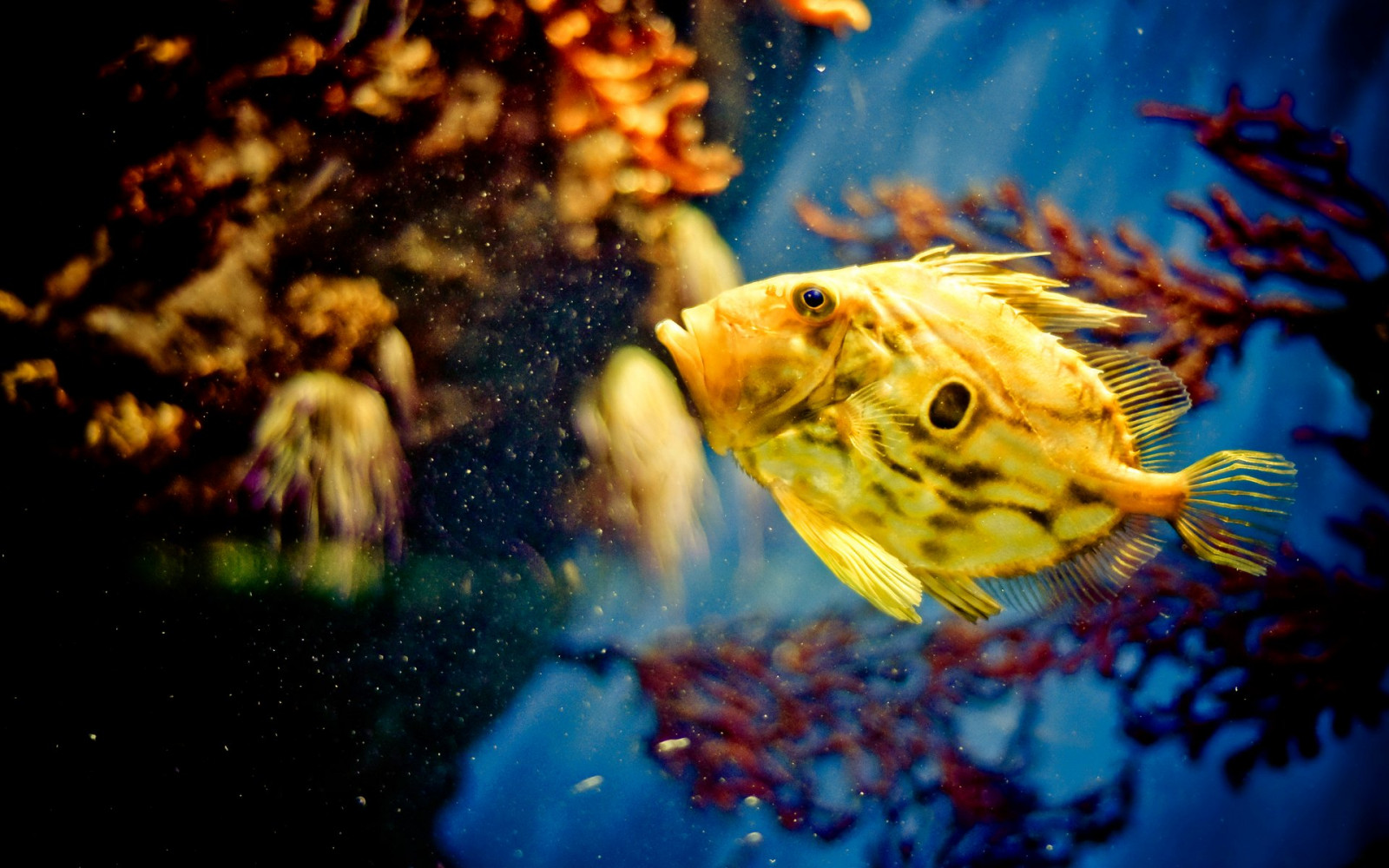 Imagini de fundal : 1920x1200 px, peşte, pesti, natură, ocean, mare ...