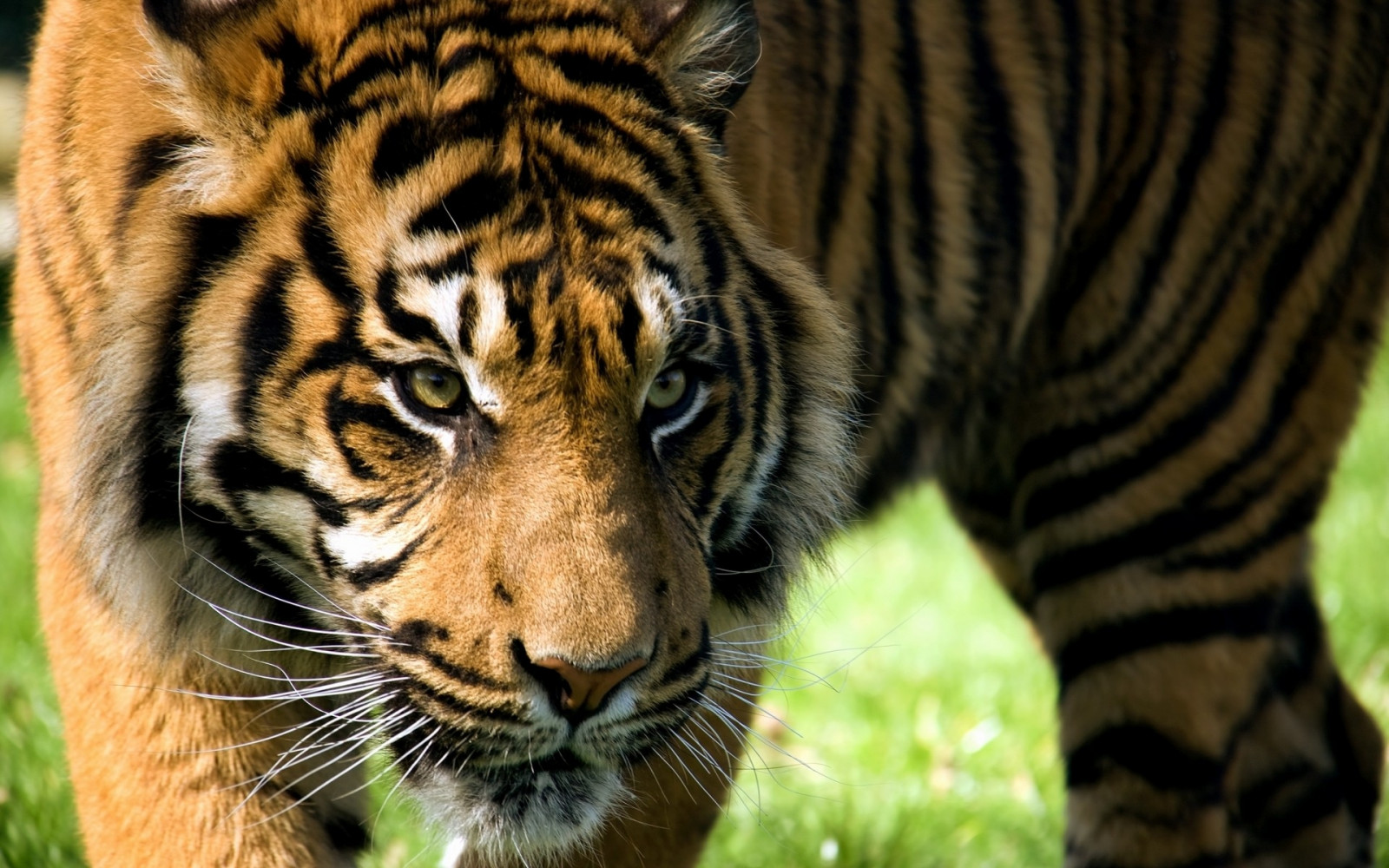 Wallpaper : tiger, muzzle, aggression, look, predator 1920x1200 ...