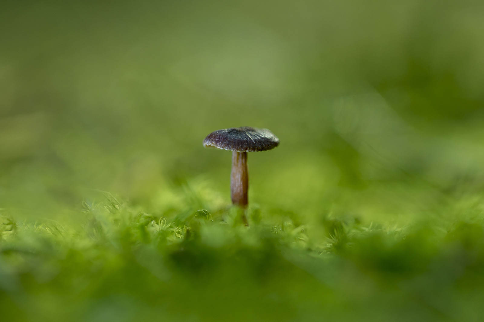 Bakgrundsbilder : mousse, makro, champinjon, natur, petit, vert, svamp ...