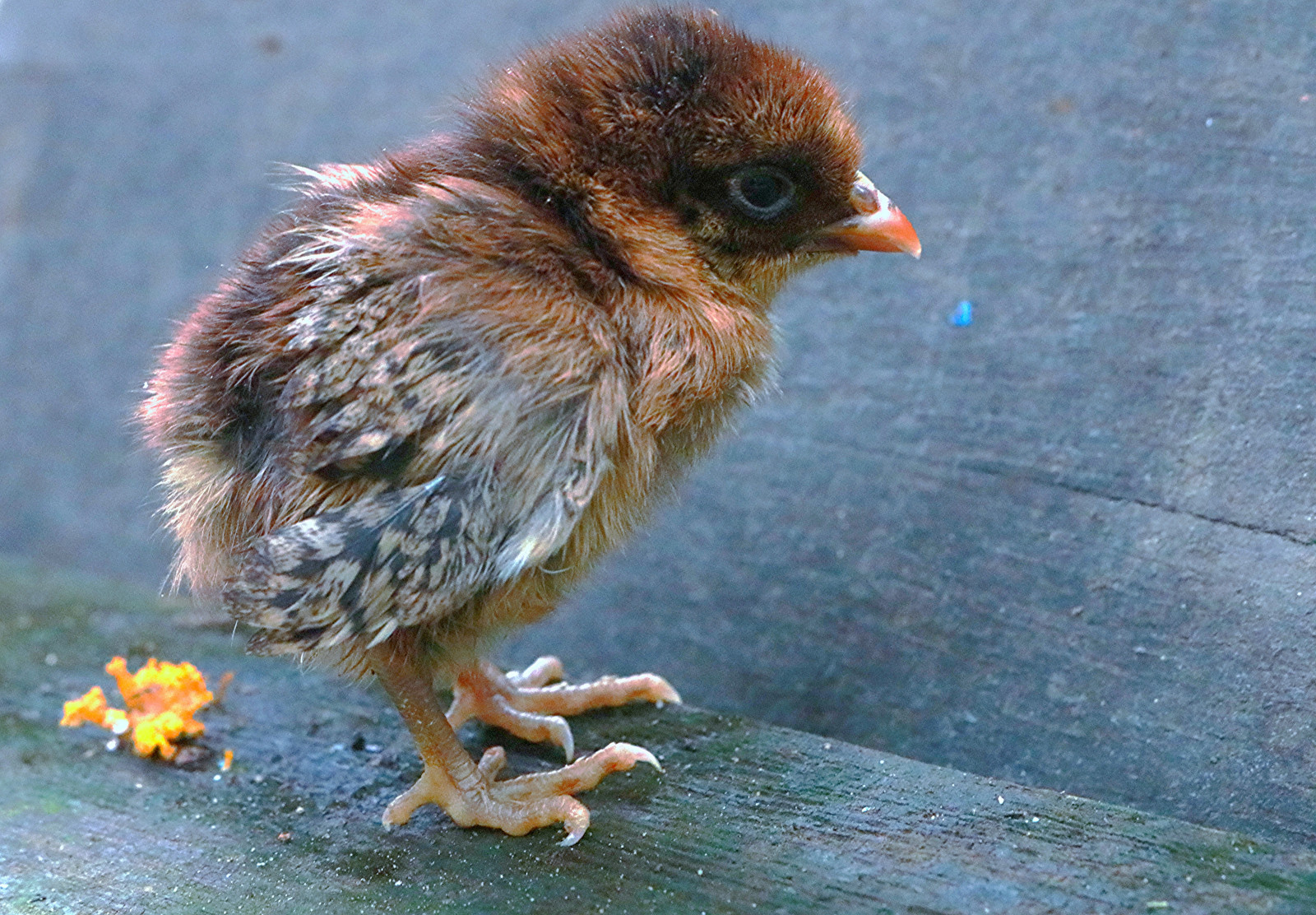 Wallpaper : chick, bird, Chicken 5710x3971 - wallup - 989342 - HD ...