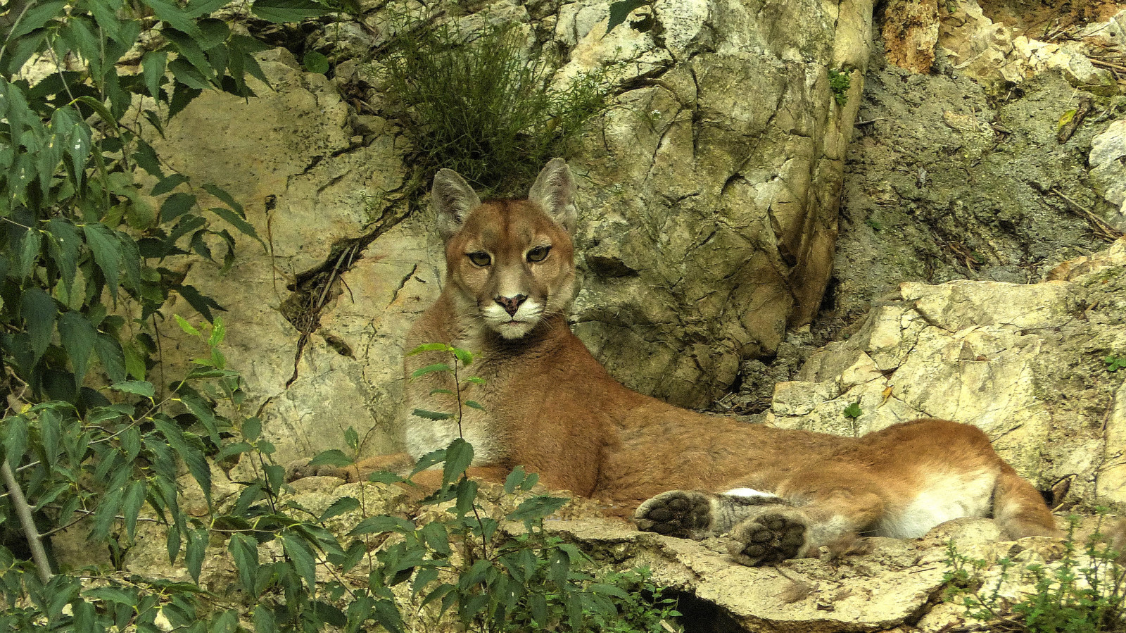 วอลเปเปอร์ : สัตว์ป่า, เสือภูเขา, terrestrial animal, Puma, ถิ่น ...