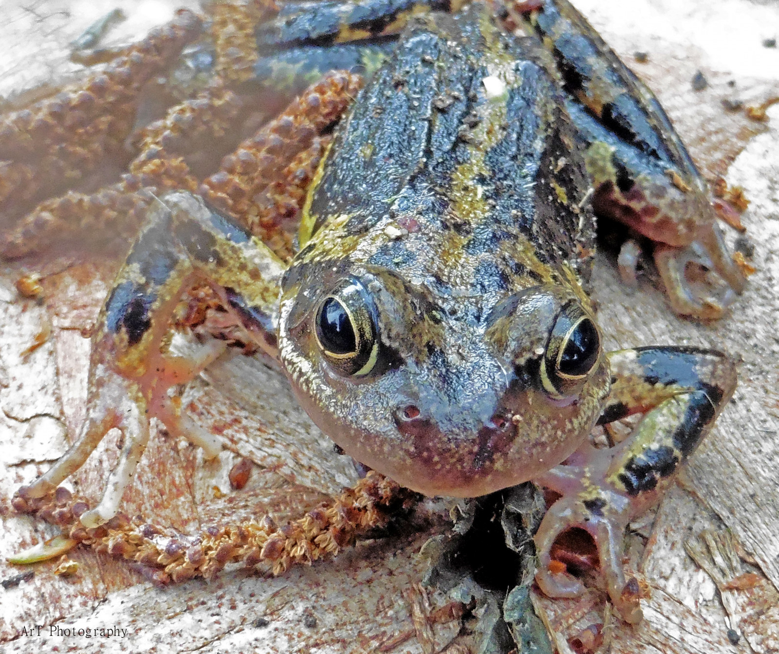 Bakgrundsbilder : amfibie, groda 4112x3456 - - 969203 - Bakgrundsbilder ...