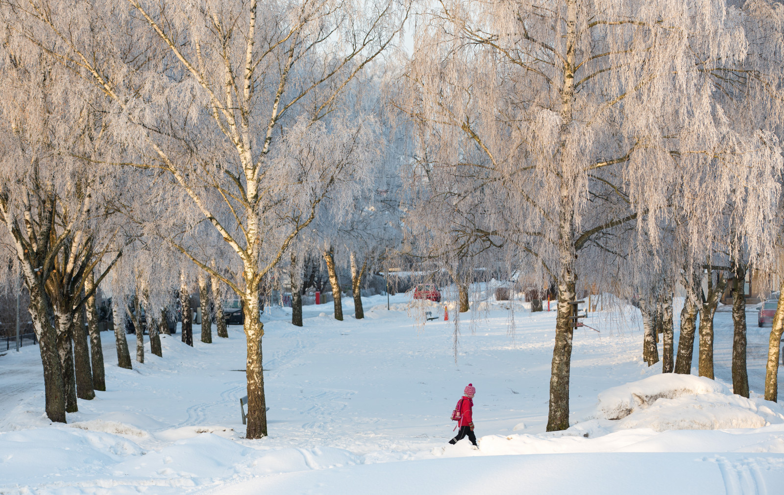 Baggrunde : landskab, Skov, himmel, sne, afdeling, is, morgen, frost ...