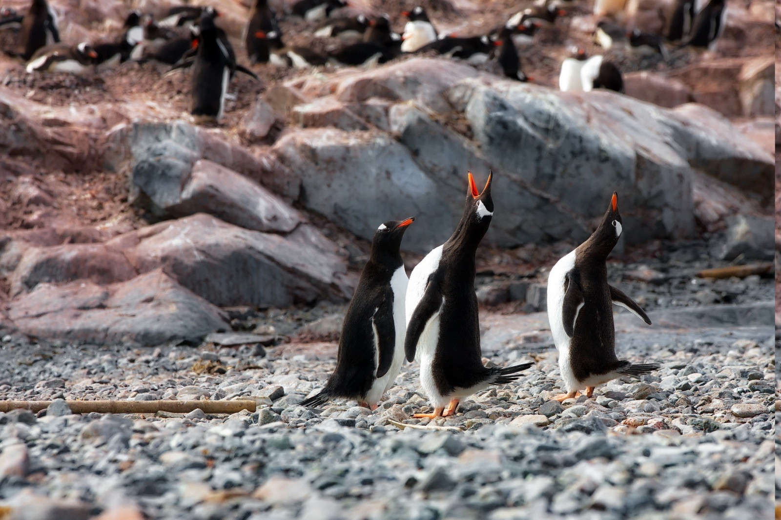 Wallpaper : birds, penguins, animals, nature, wildlife, Penguin, fauna ...