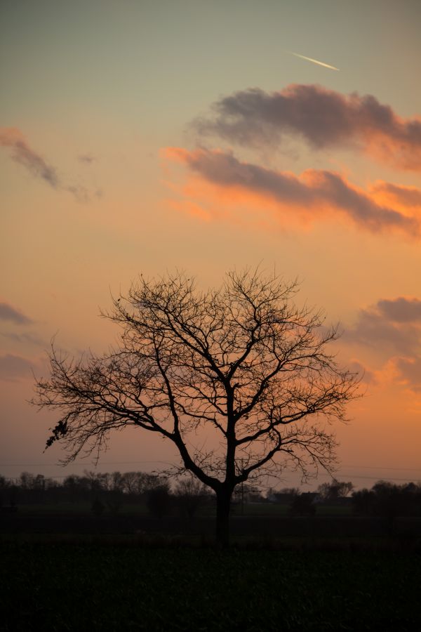 Wallpaper Sunlight Landscape Sunset Nature Field Branch Sunrise
