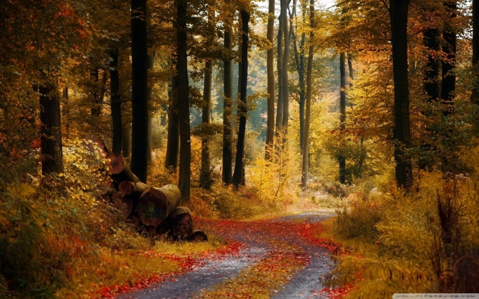 Wallpaper : sunlight, forest, fall, nature, morning, pathway, tree ...