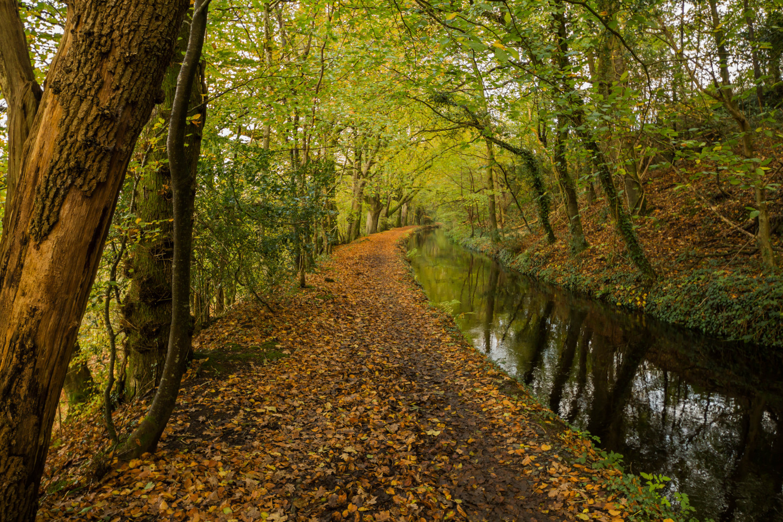 Wallpaper : reflection, woodland, water, waterway, leaf, autumn, path ...