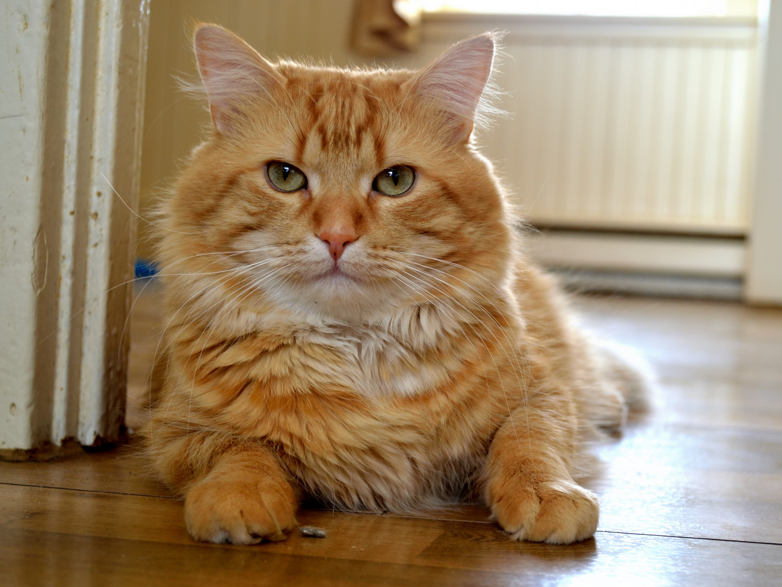 Wallpaper : chat, cat 4096x3072 - - 1069827 - HD Wallpapers - WallHere