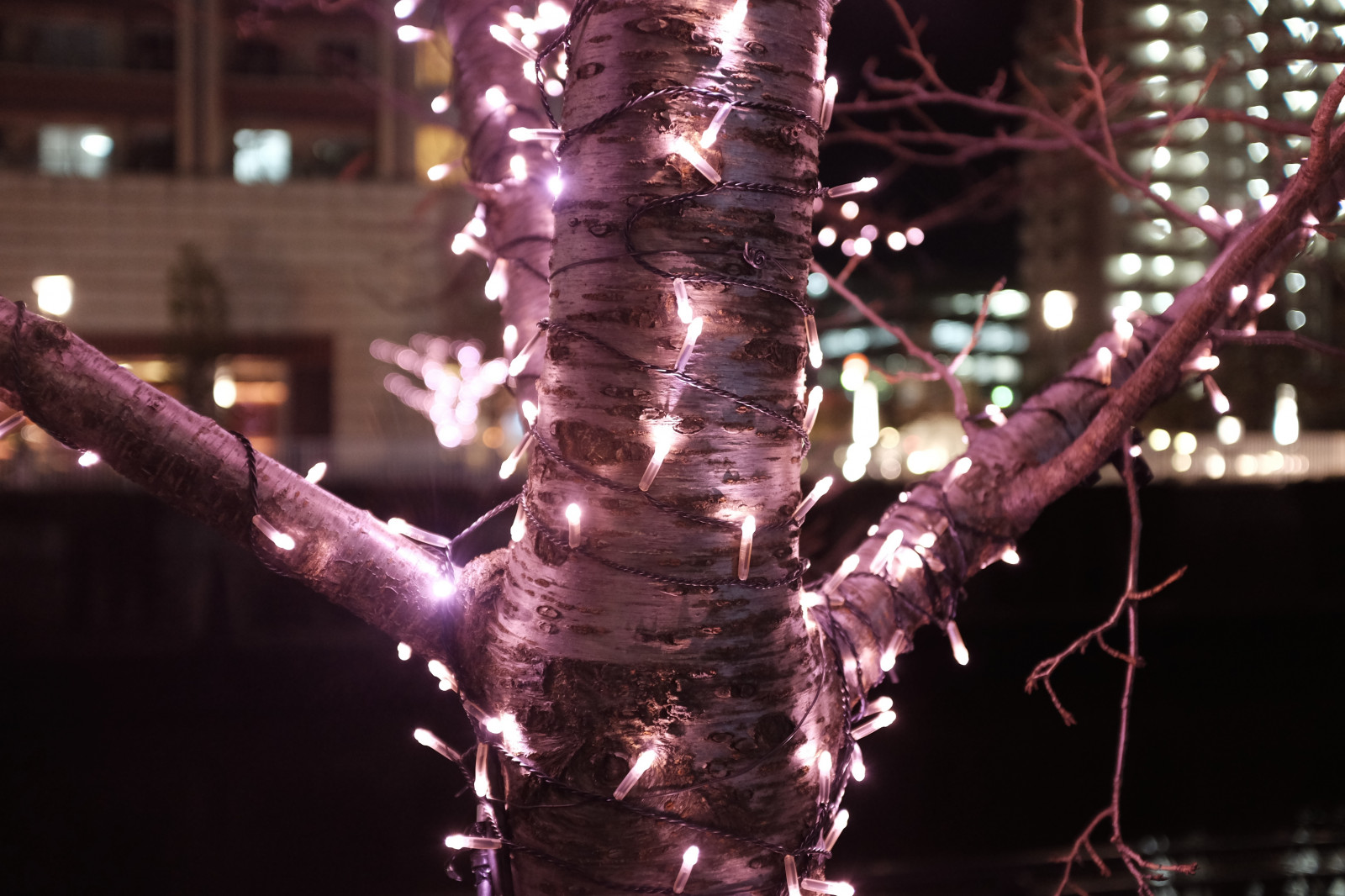 Wallpaper : night, branch, Christmas, christmas lights, Tokyo, fujifilm ...