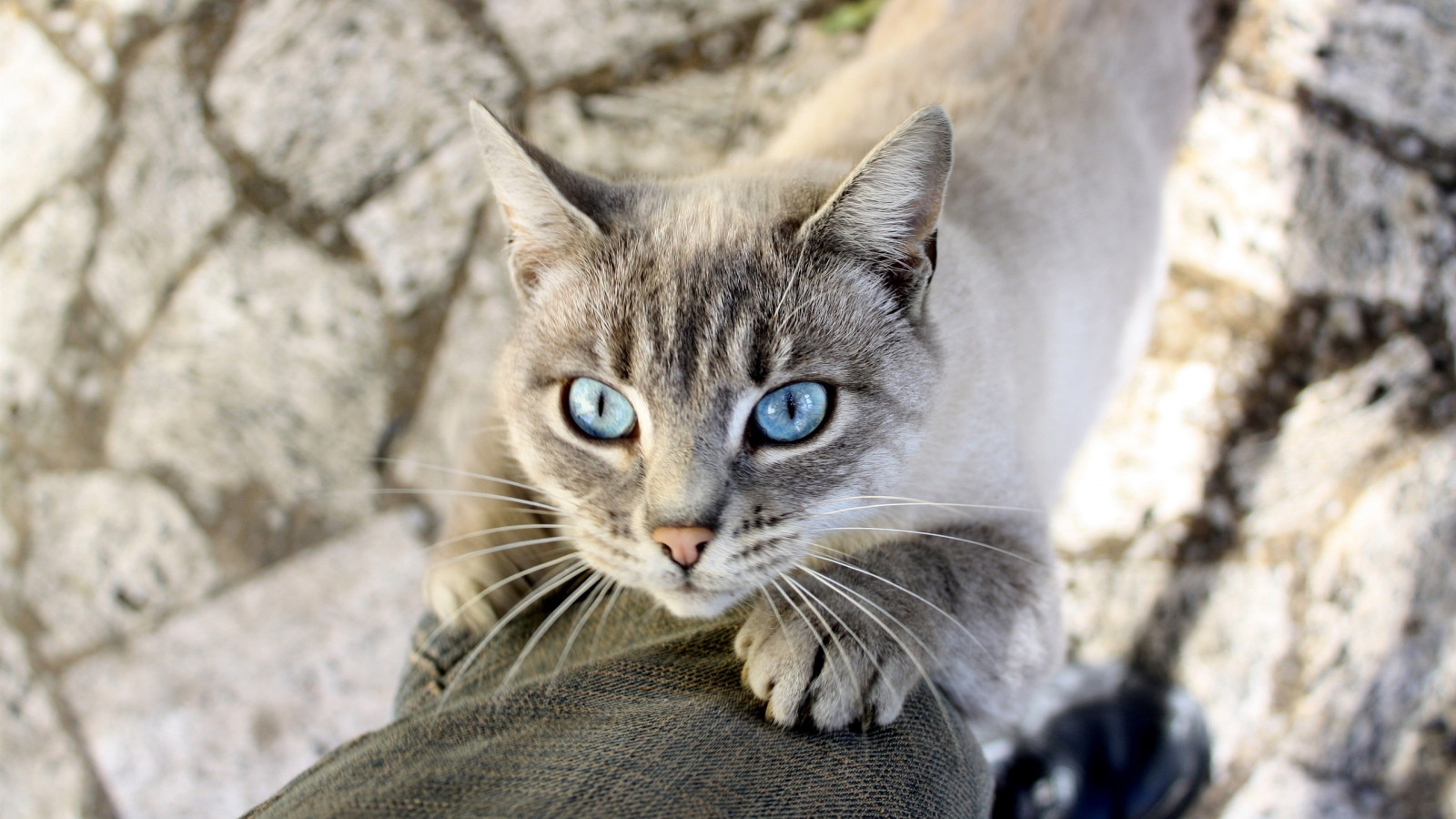 Wallpaper : kucing, hewan, mata biru 2560x1440 - Butter4u - 1758159 ...