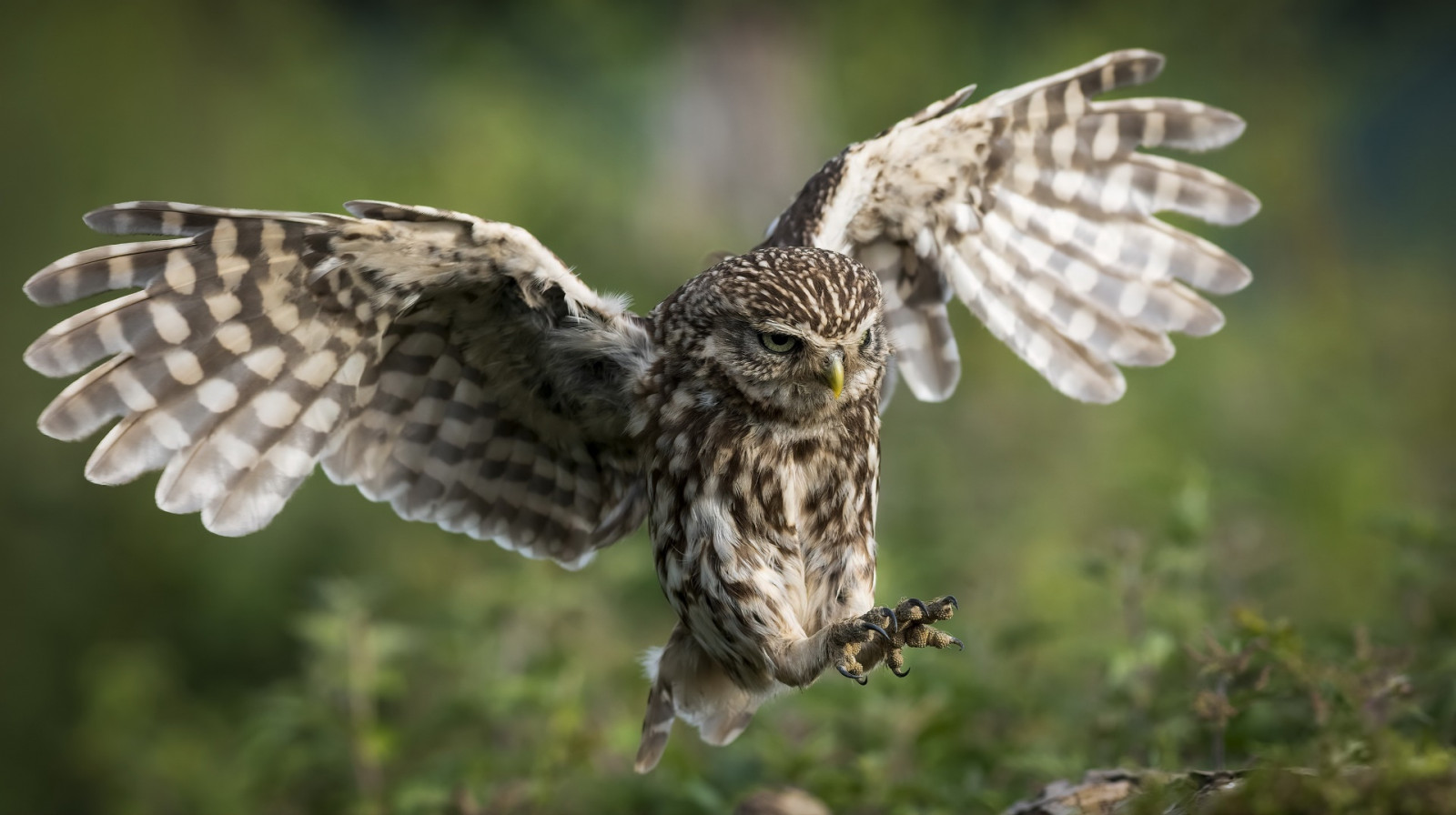 Obrázky na plochu : príroda, zver, vtáky, sova, perie 1920x1076 ...
