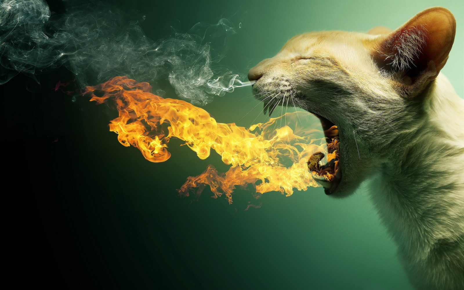 Wallpaper : 1920x1200 px, hewan, kucing, DeviantArt, api, menyala, lucu ...