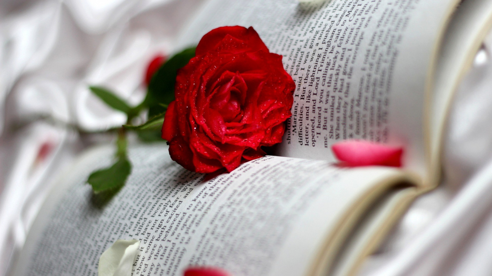 Wallpaper : bunga-bunga, buku-buku, berwarna merah muda, menanam, daun ...