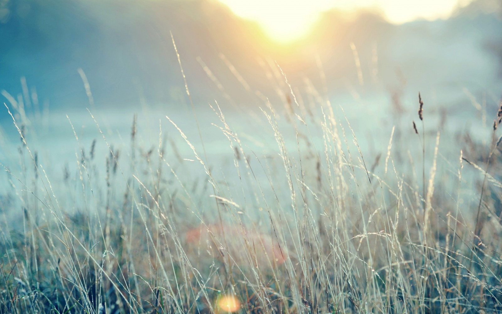 Wallpaper : grass, light, bright, nature 2560x1600 - wallhaven ...