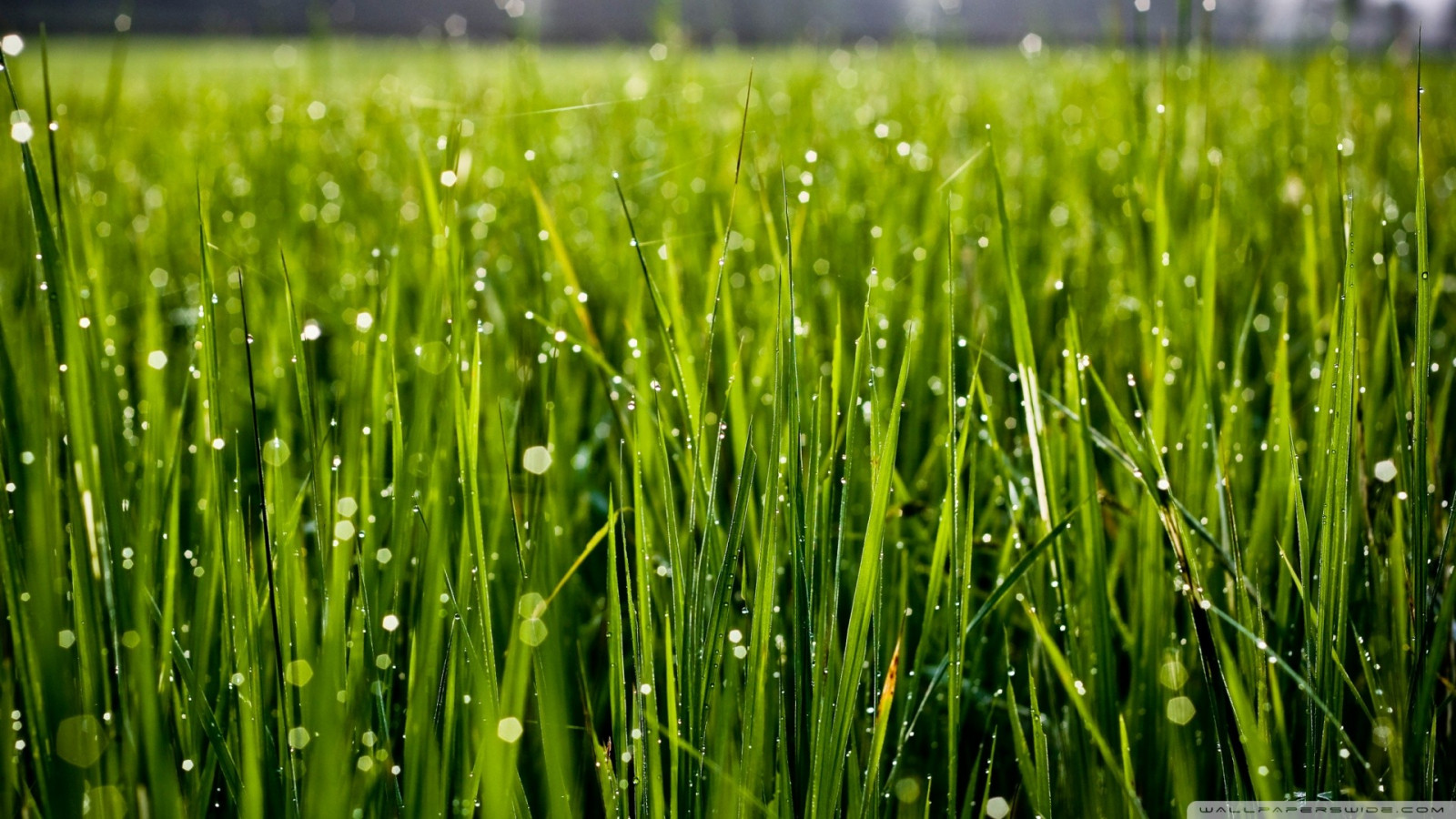 Sfondi : piante, campo, verde, foglia, prateria, pianta, agricoltura ...