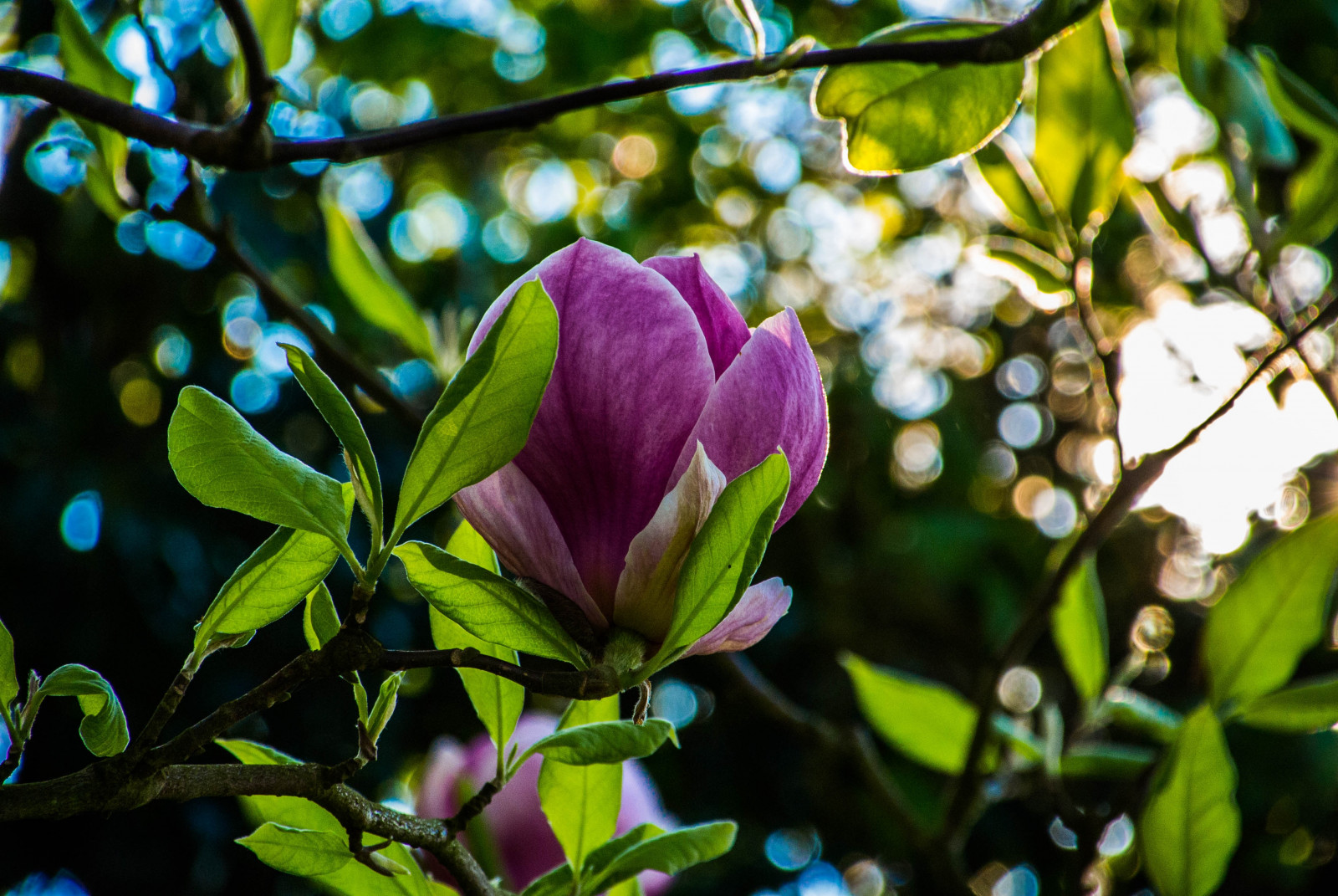 Wallpaper : flower, branch, petals, glare 3872x2592 - goodfon - 1224259 ...