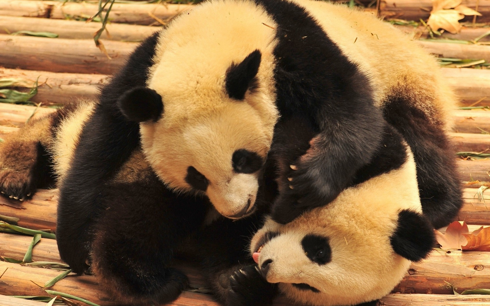 Imagini de fundal : urs, faună, mamifer, 1680x1050 px, animale ...