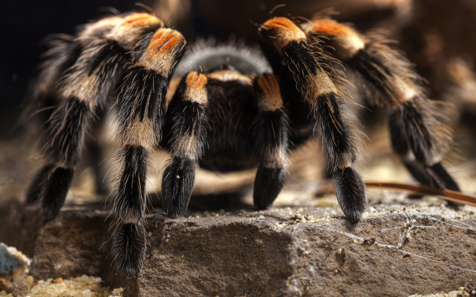 Wallpaper : labah-labah, tentakel, Tarantula, Arachnid, buruk, fauna ...