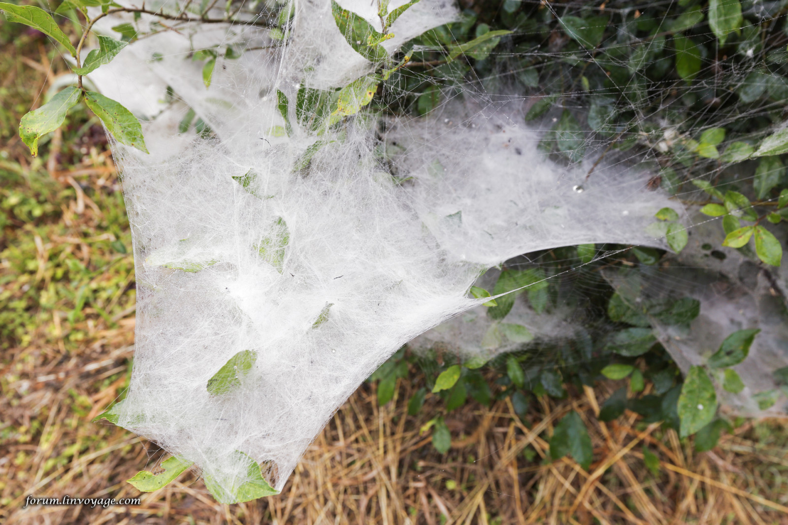 Wallpaper : nature, grass, insect, green, river, wildlife, Thailand ...