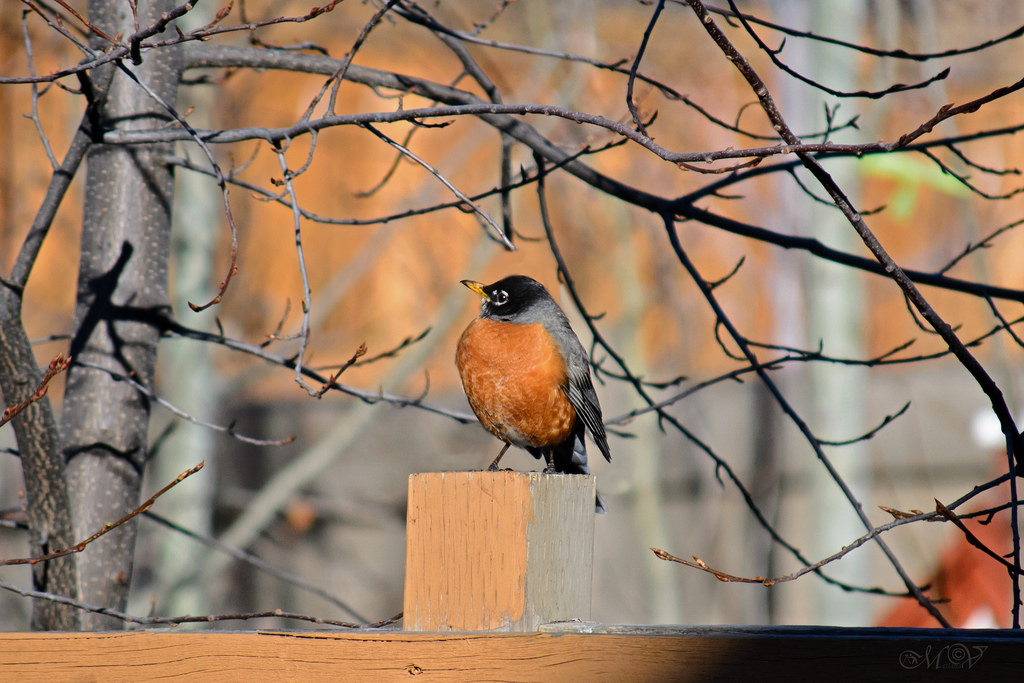 Wallpaper : ab, Canada, robin, Nikon, mariana, Calgary, spring, bird ...