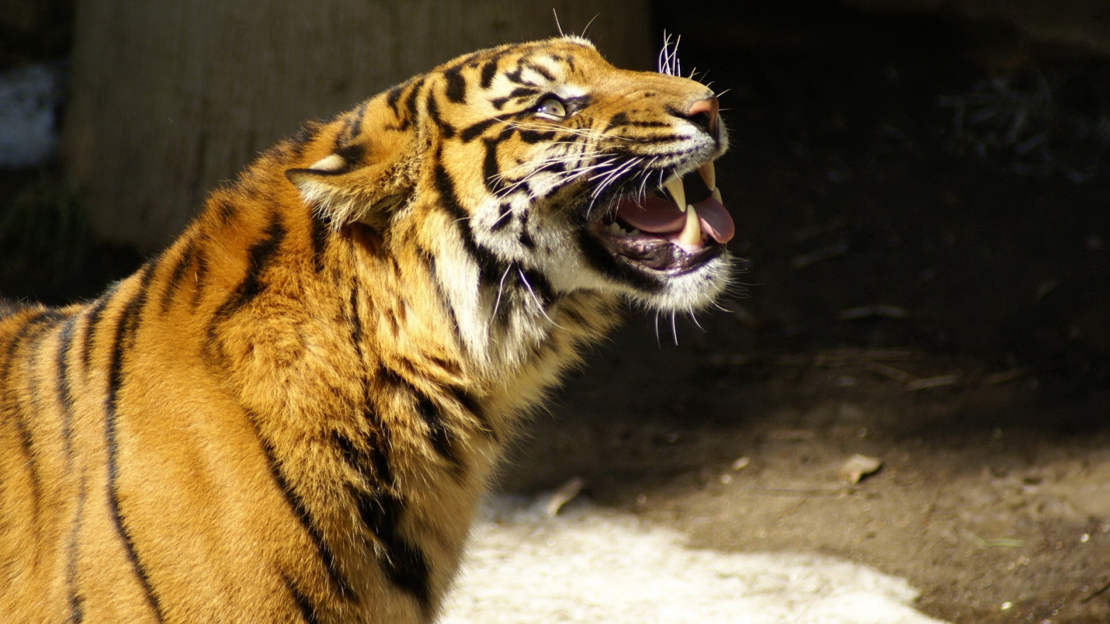 Wallpaper : snow, tiger, wildlife, teeth, big cats, Zoo, whiskers, roar ...