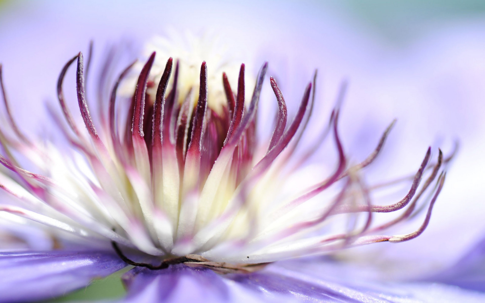 Imagini de fundal : Violet, ramură, petale, polen, inflori, ușoară ...
