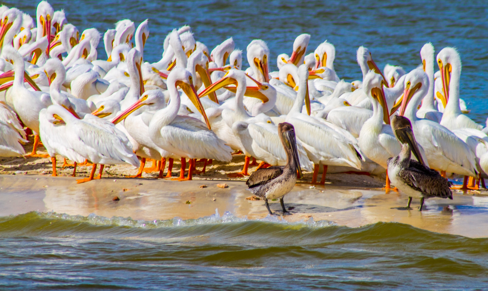 Wallpaper : pelicans, nature, water, birds, evergladesnationalpark ...