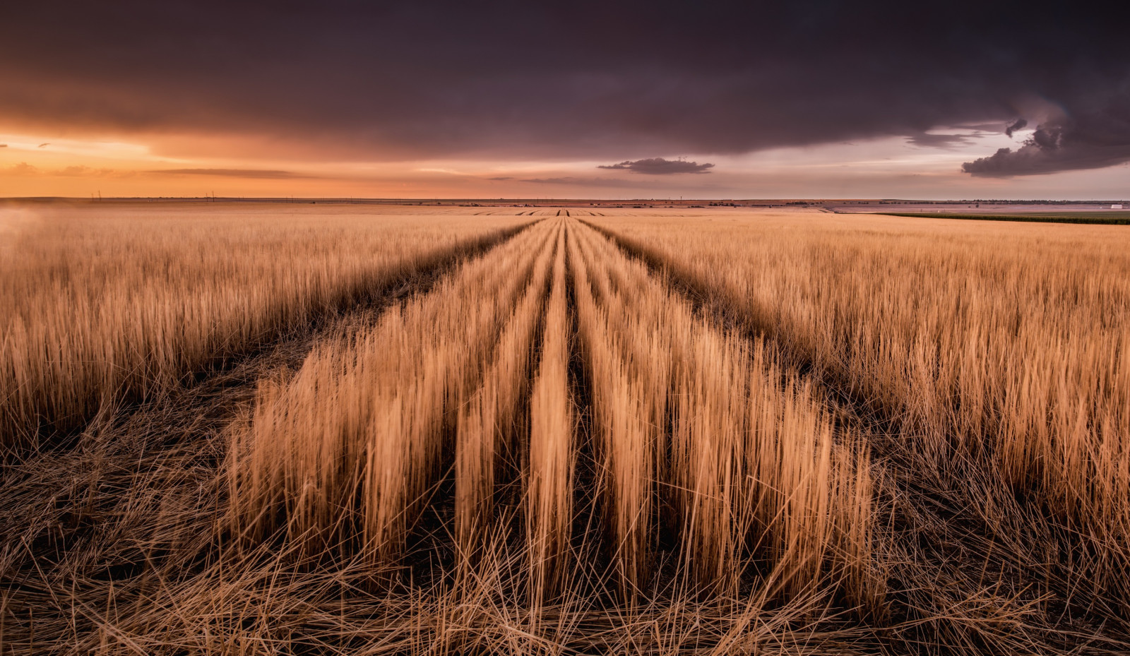 Wallpaper : outdoors, landscape, field, sky, plants 2938x1707 ...