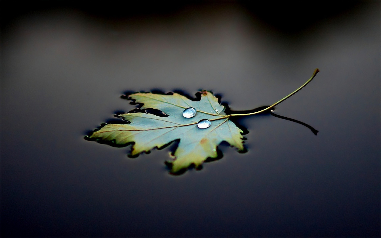 Wallpaper Leaves Nature Water Drops Branch Green Yellow Light