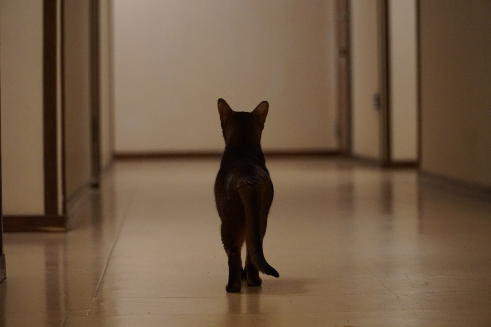 Wallpaper : cats, beautiful, cat, wonderful, chats, feline, Sony ...