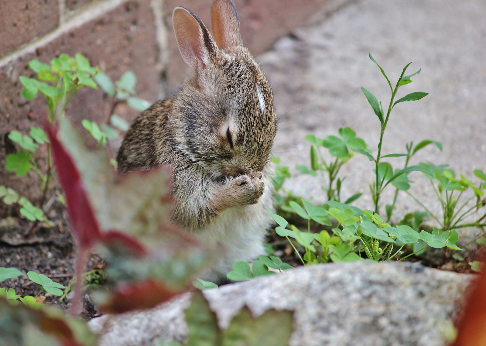 Wallpaper : wild, baby, cute, rabbit, bunny, nature, beauty, Canon ...