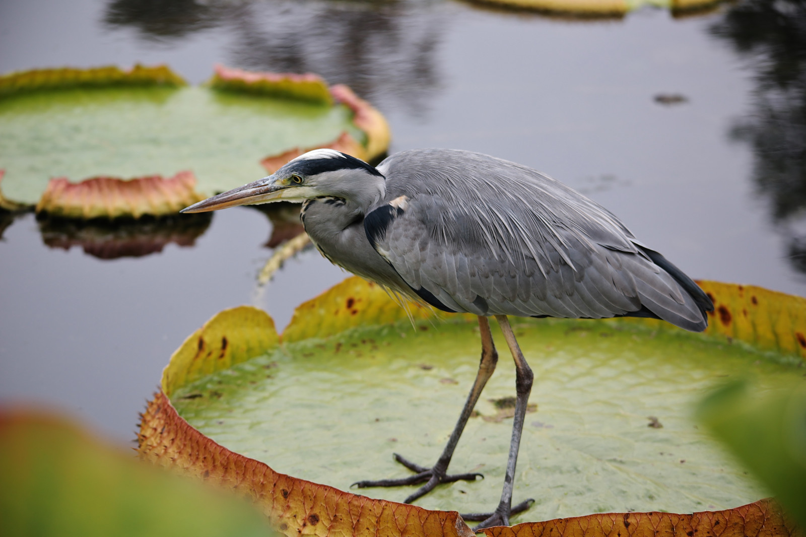 Wallpaper : bird, reiher 5760x3840 - - 755485 - HD Wallpapers - WallHere