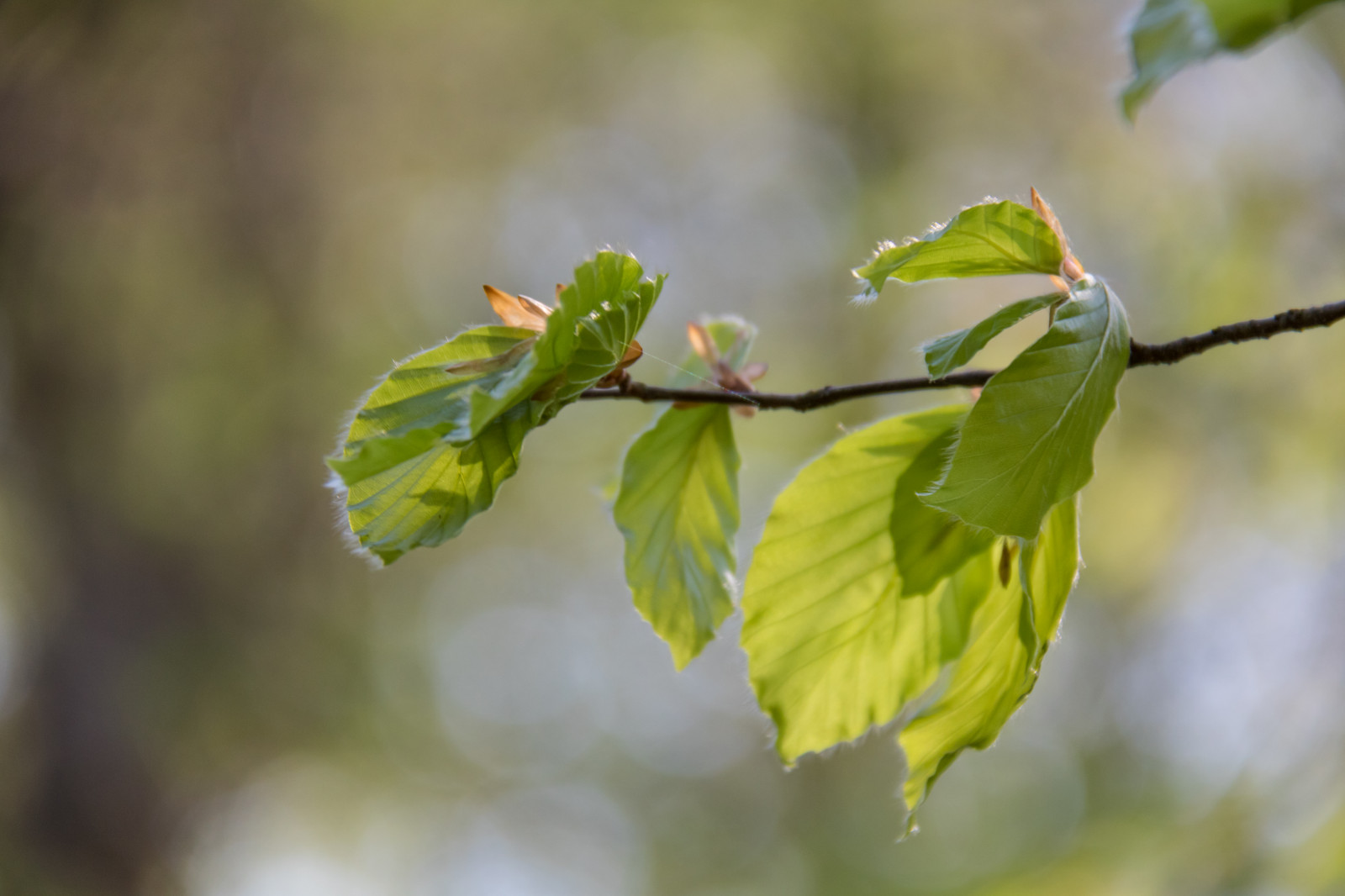 Bakgrundsbilder : solljus, skog, natur, gren, grön, gul, blomma, bokeh ...