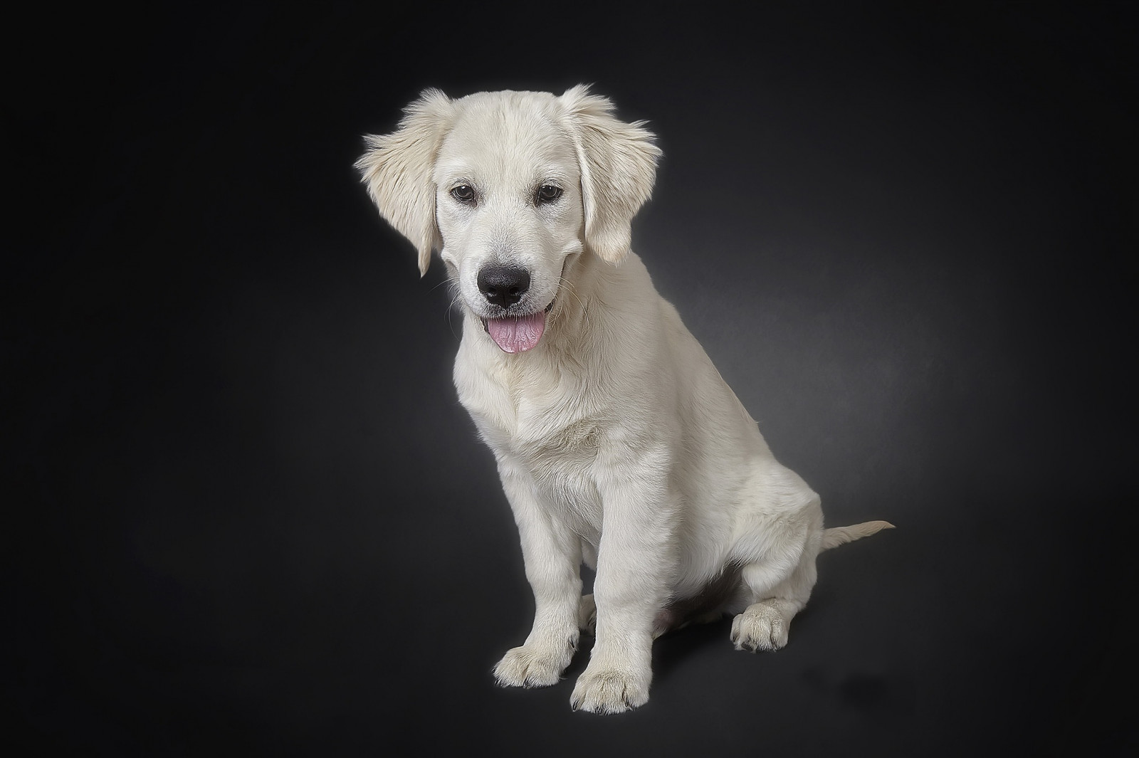 Wallpaper : simple background, dog, animals 2028x1350 - WallpaperManiac ...