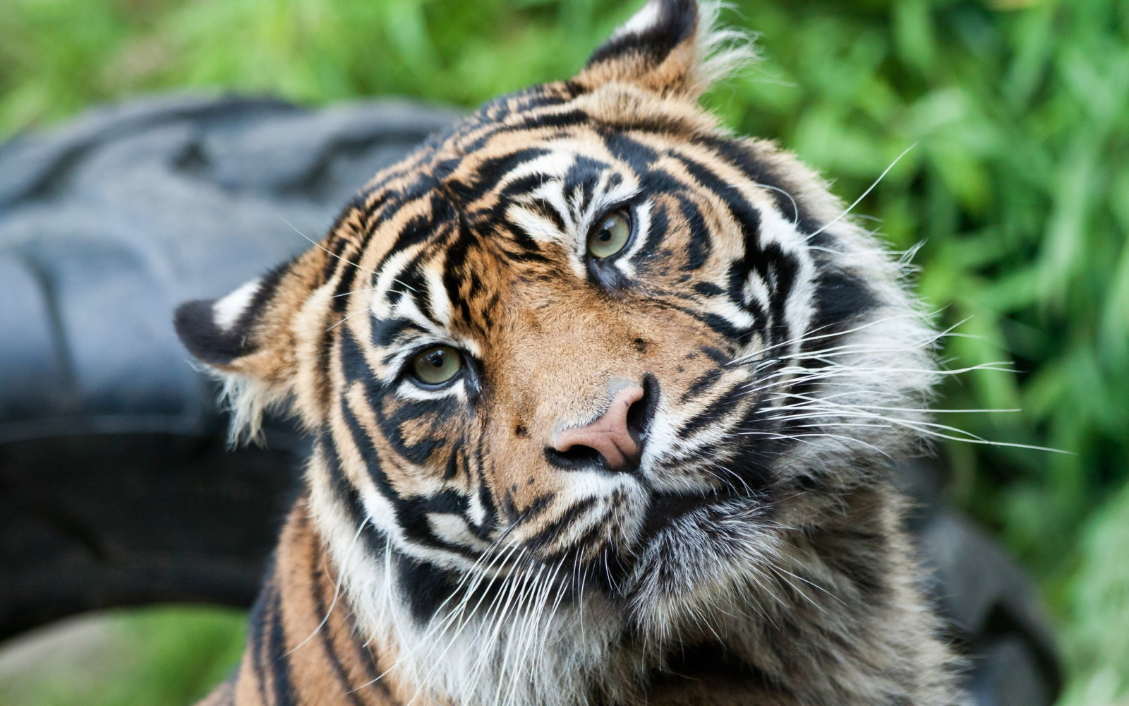 Wallpaper : tiger, face, big cat, look 2560x1600 - wallhaven - 1082158 ...