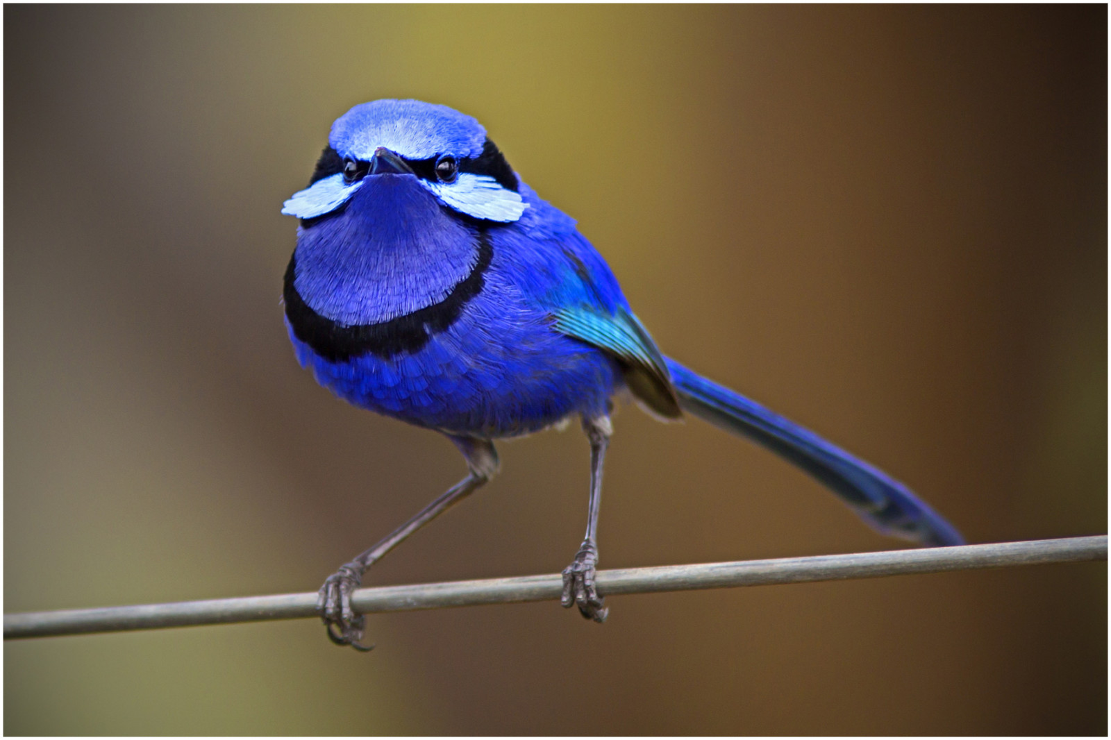 Obrázky na plochu : portrét, Modrá, zver a rastlinstvo, bokeh, zobák ...